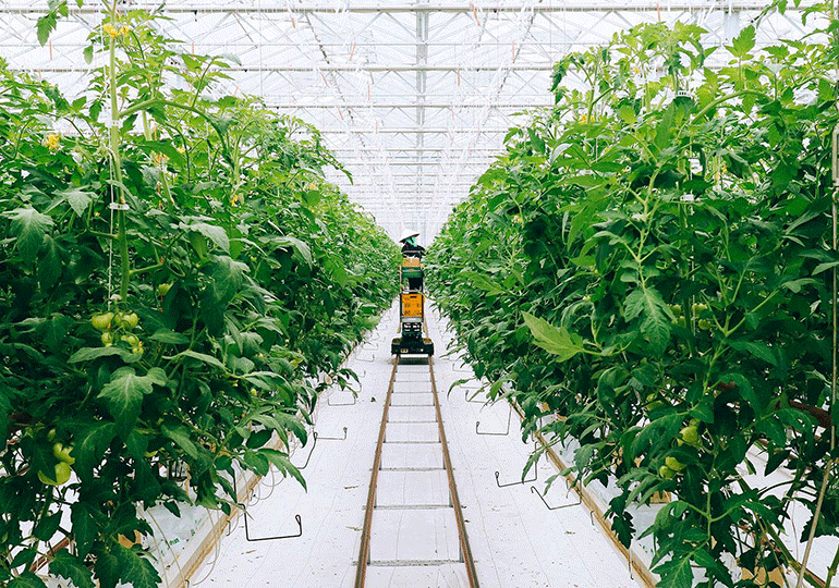 Final stage of energy strategy for fresh produce company | EECA