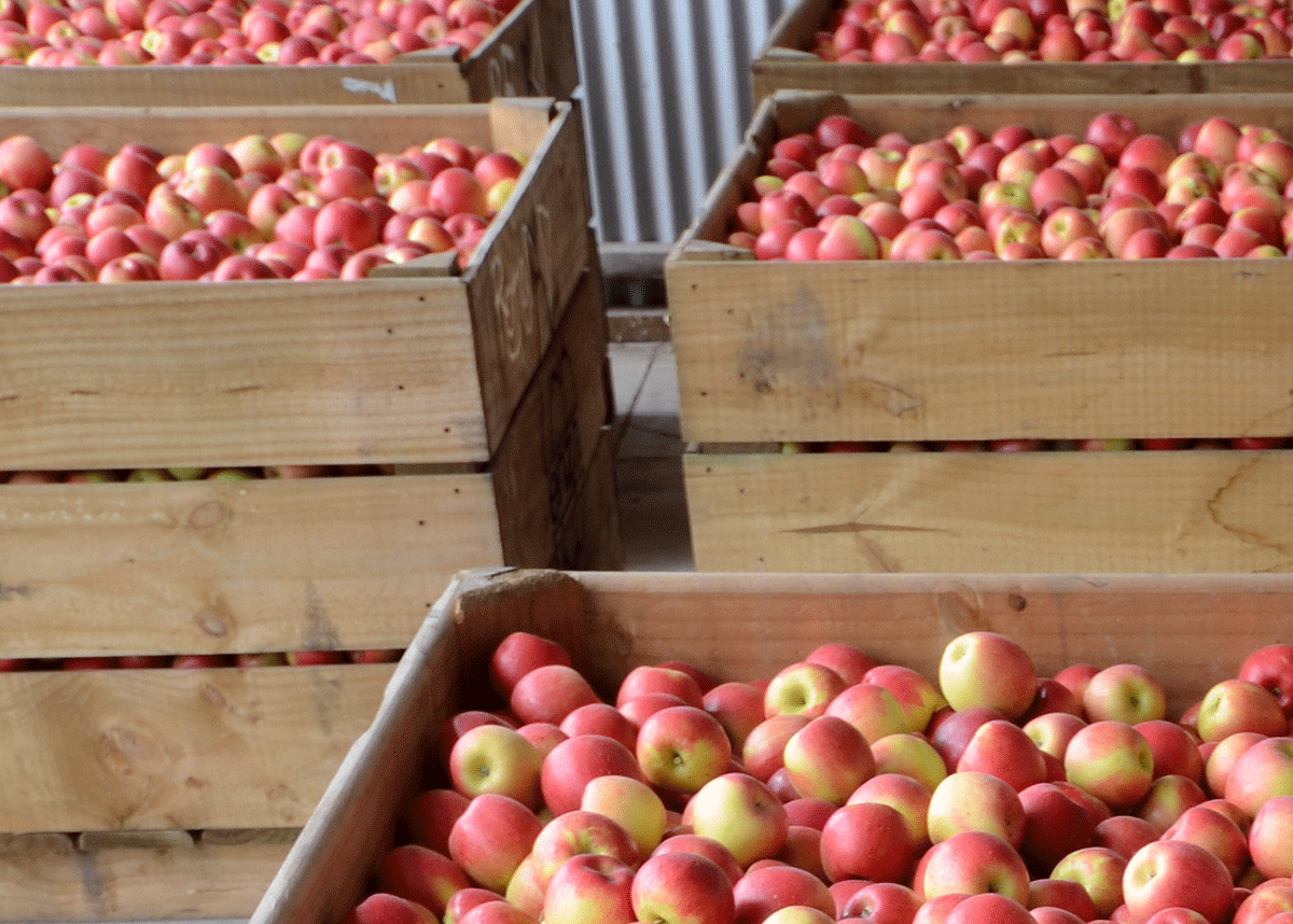 Packhouses and coolstores — Energy efficiency pathway | EECA