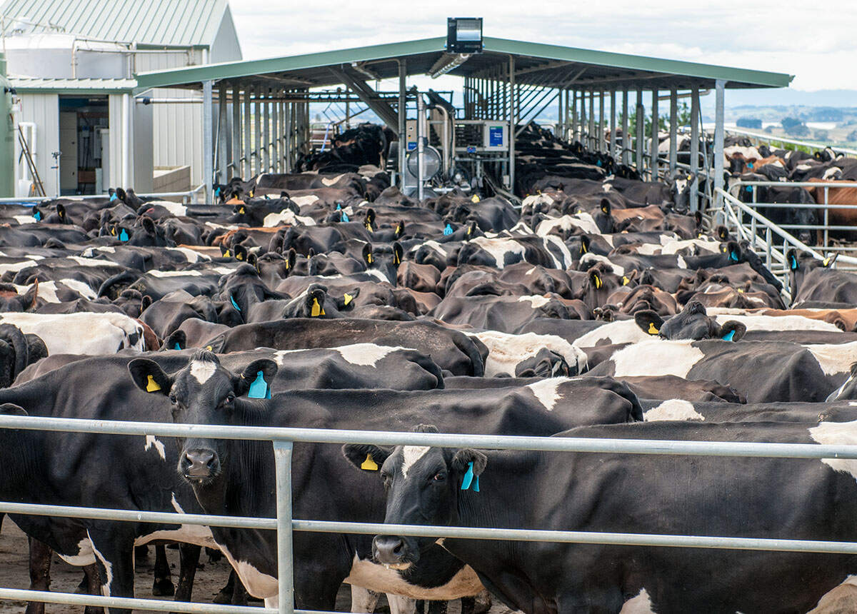 New Zealand Dairy Farms New Zealand Fonterra Targets 30% Cut In